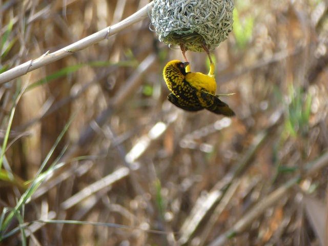 Find your wild at Jim Corbett National Park