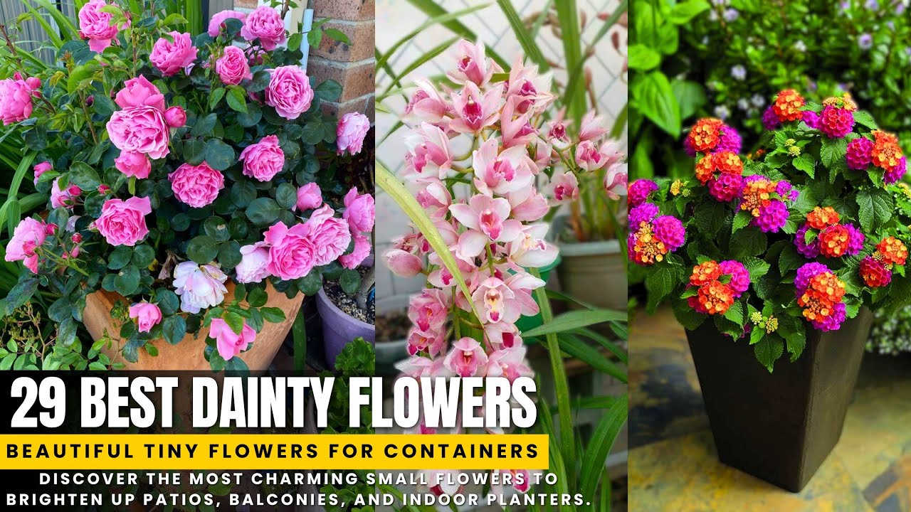 Beautiful tiny flowers: 29 container-friendly choices