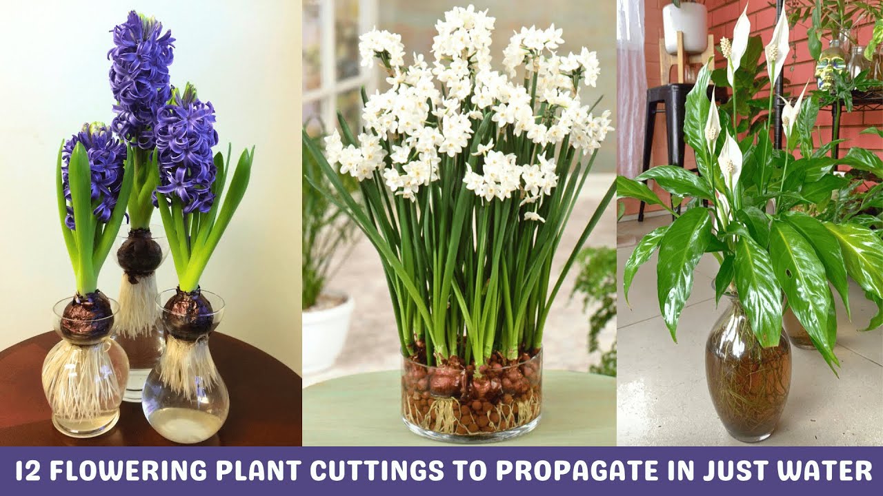 Grow beautiful flowers from water: 12 plant cuttings