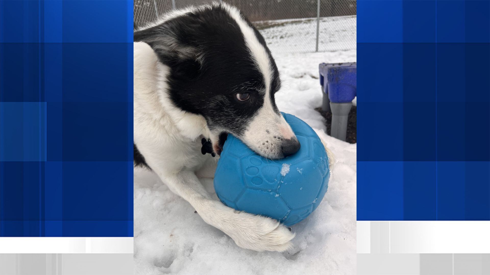 Donor sponsors several dogs at ECCHA, making 'no adoption fee' possible