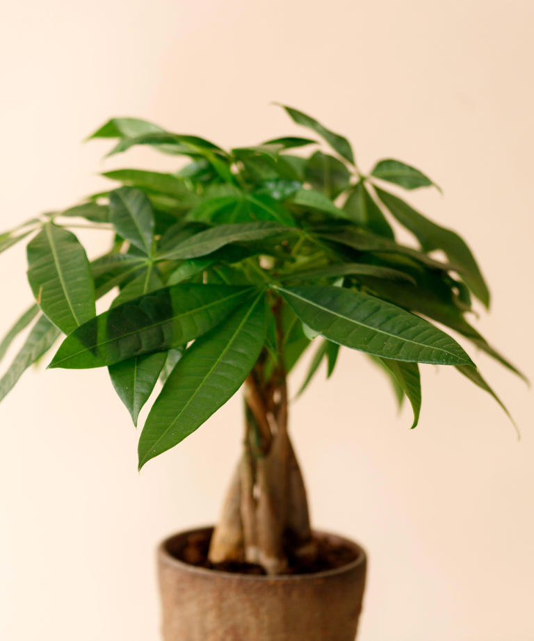 Feng shui experts say a money tree can bring 'multiple streams of income'