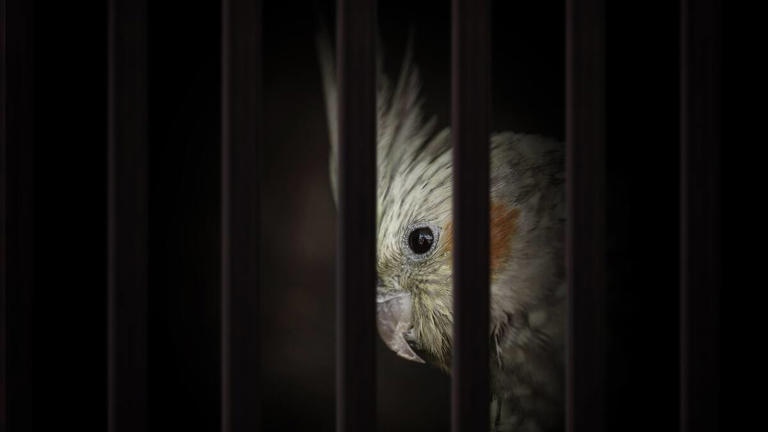 Une cinquantaine de spécimens : Trafic international d'oiseaux protégés ...