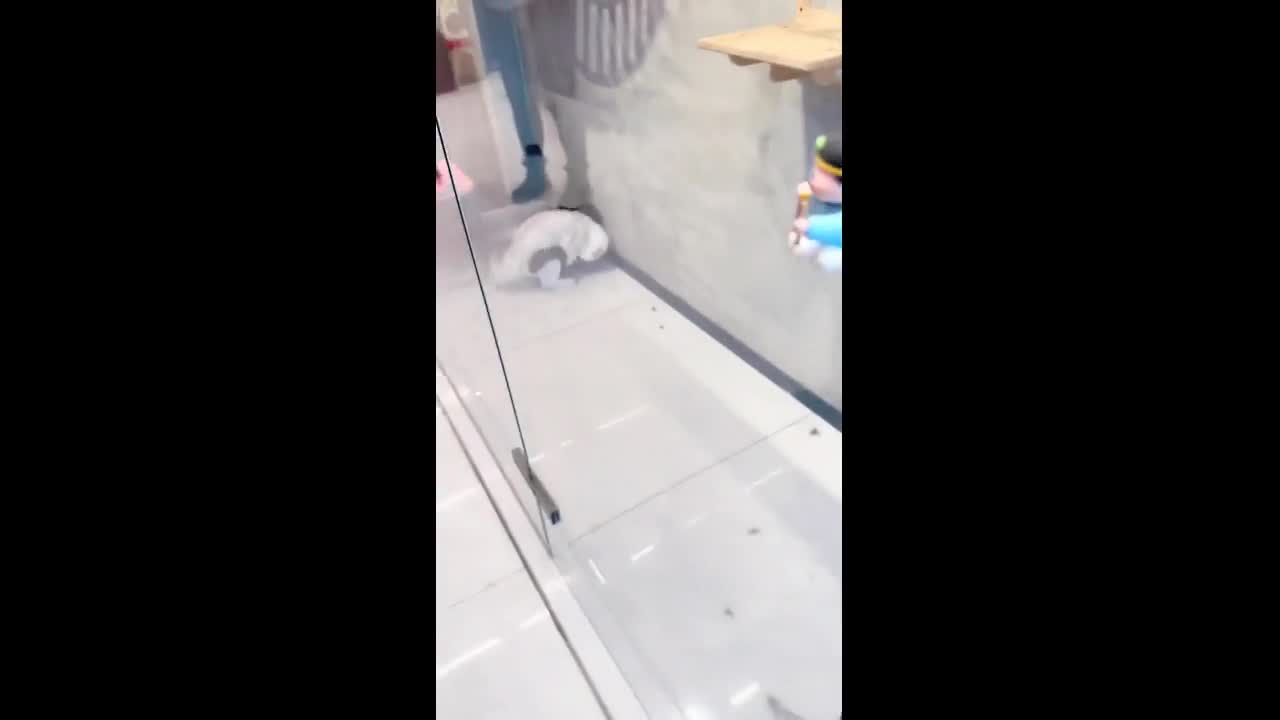 White cat confronts black cat in Jilin, China