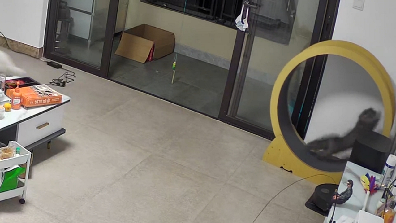 Cat’s funny reactions to unexpected door knock in Guangdong, China