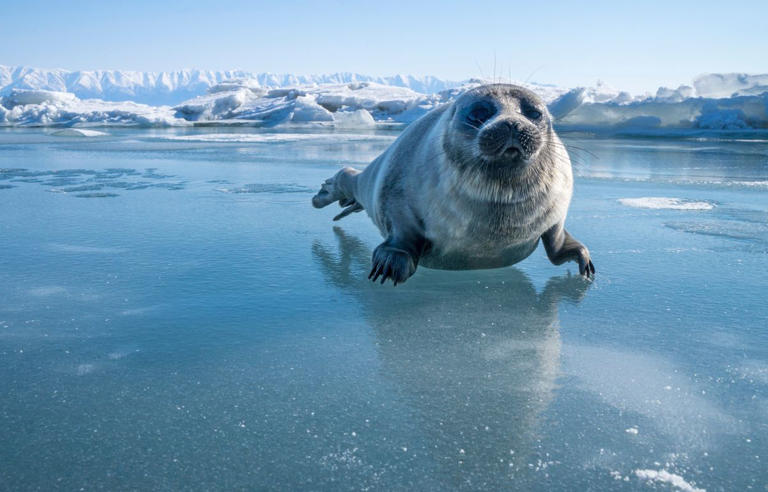 Lac Baïkal : sous la glace, un monde animal unique au monde