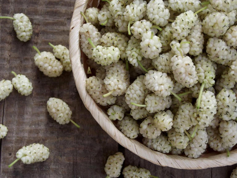 Maulbeere – Die unterschätzte Power-Frucht mit süßer Note