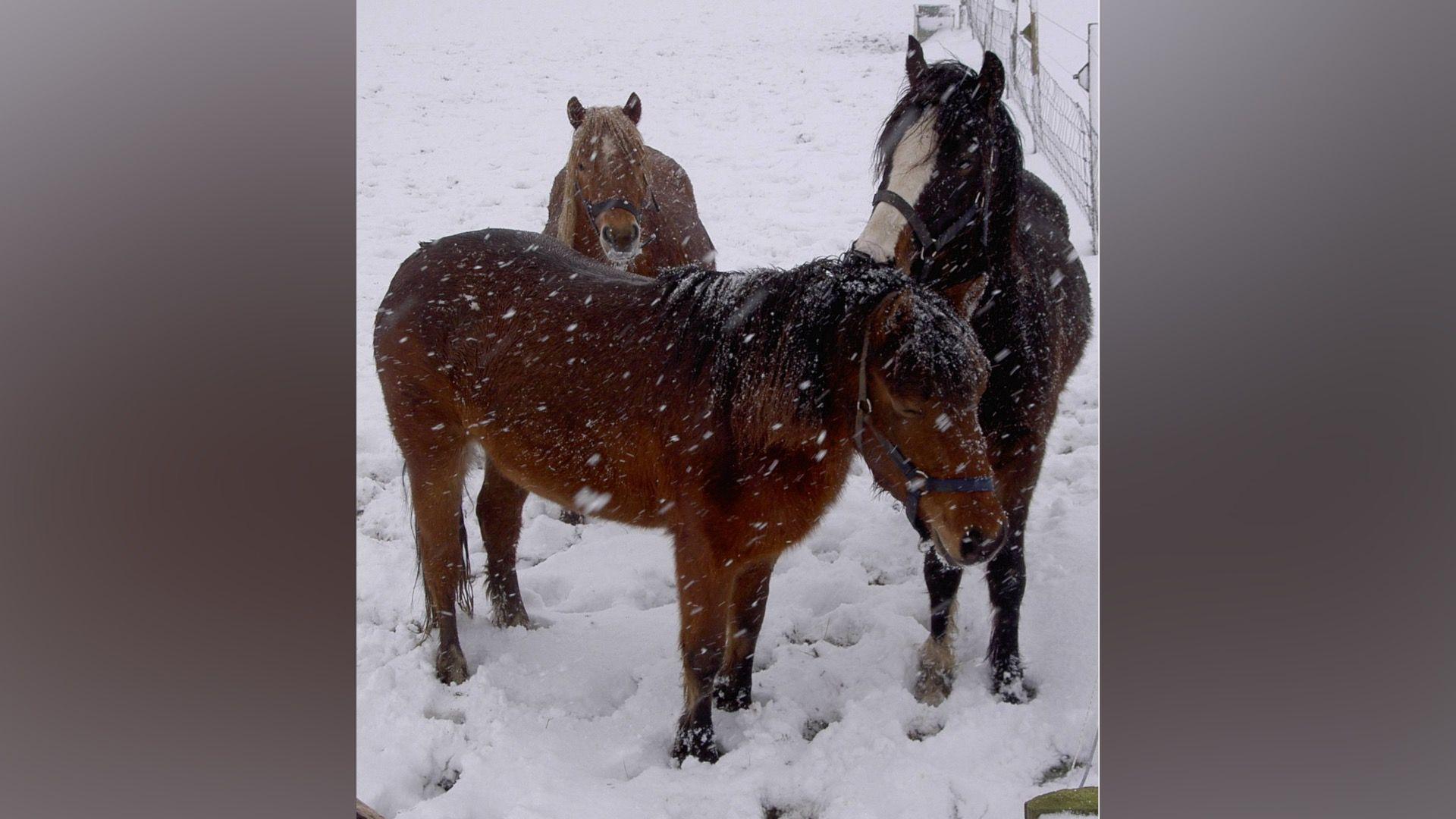 Price of hay doubles this winter - horse sanctuary