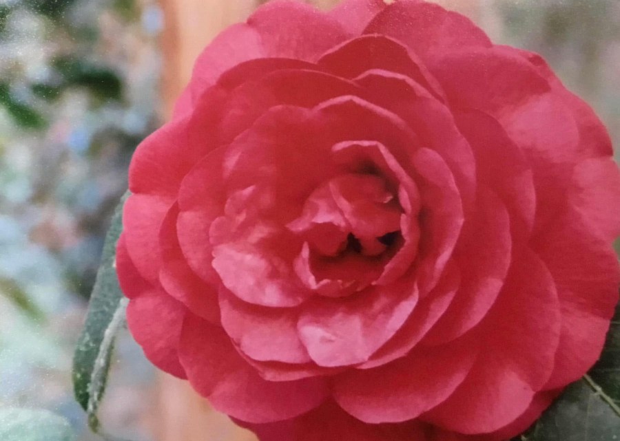 Flower named after Alabama Gov. Kay Ivey