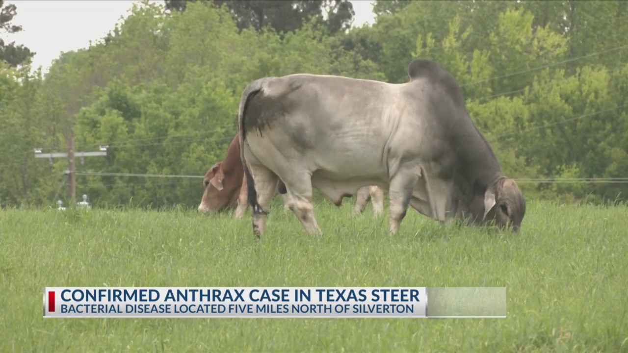 First anthrax case of the year confirmed in Texas steer
