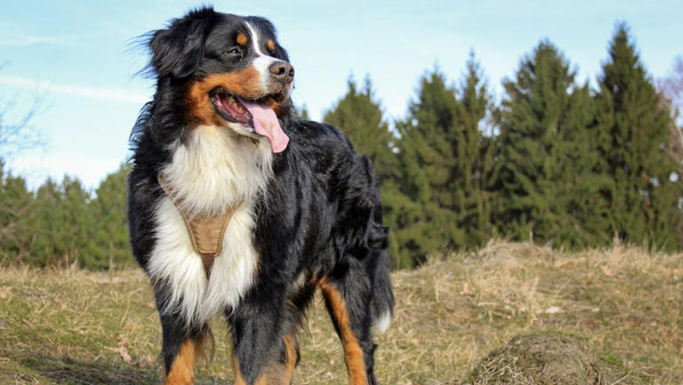 She checked her dog’s fur — then realized something with a tail was moving