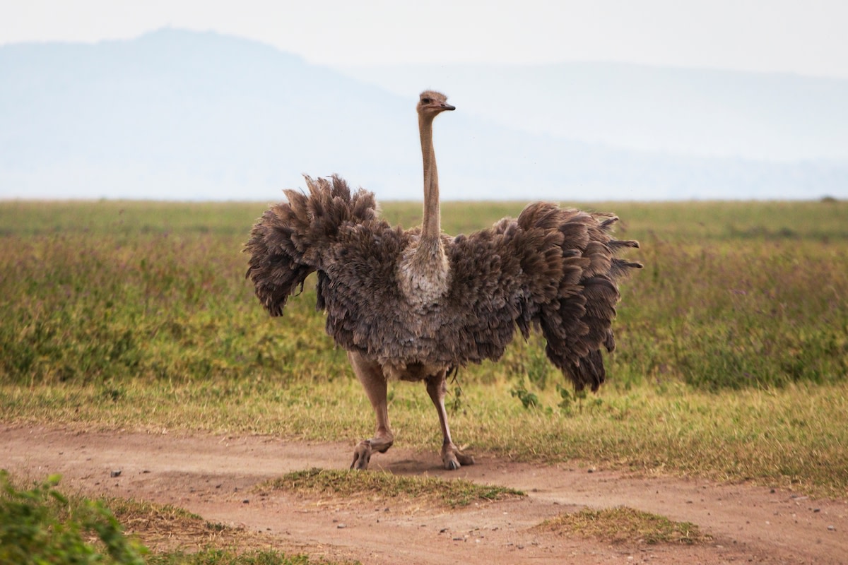 London Zoo ostrich showing off his 'flirting dance' definitely has a ...