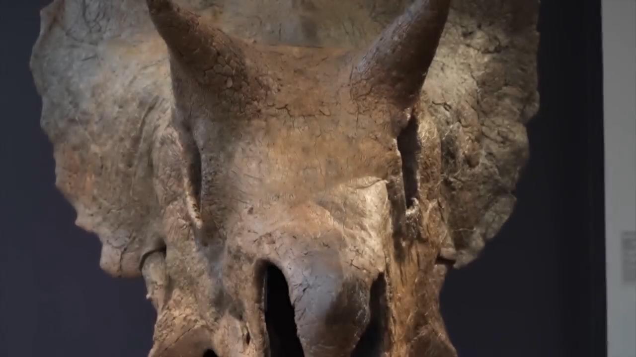 Scientists have first clear evidence that horned dinosaurs lived in ...