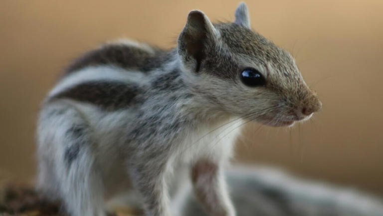 She checked her dog’s fur — then realized something with a tail was moving