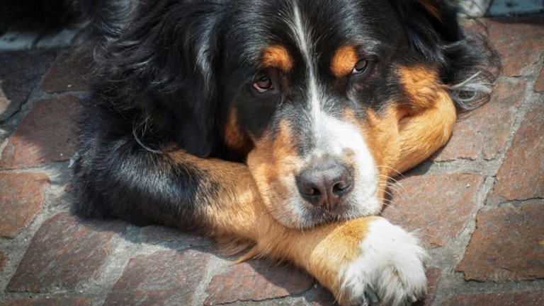 She checked her dog’s fur — then realized something with a tail was moving