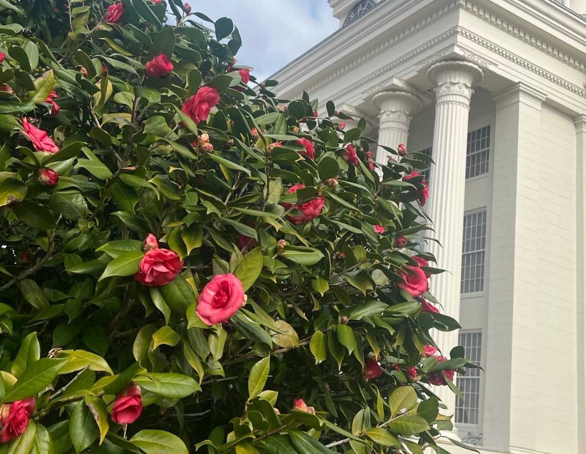 Gov. Kay Ivey honored with new camellia variety