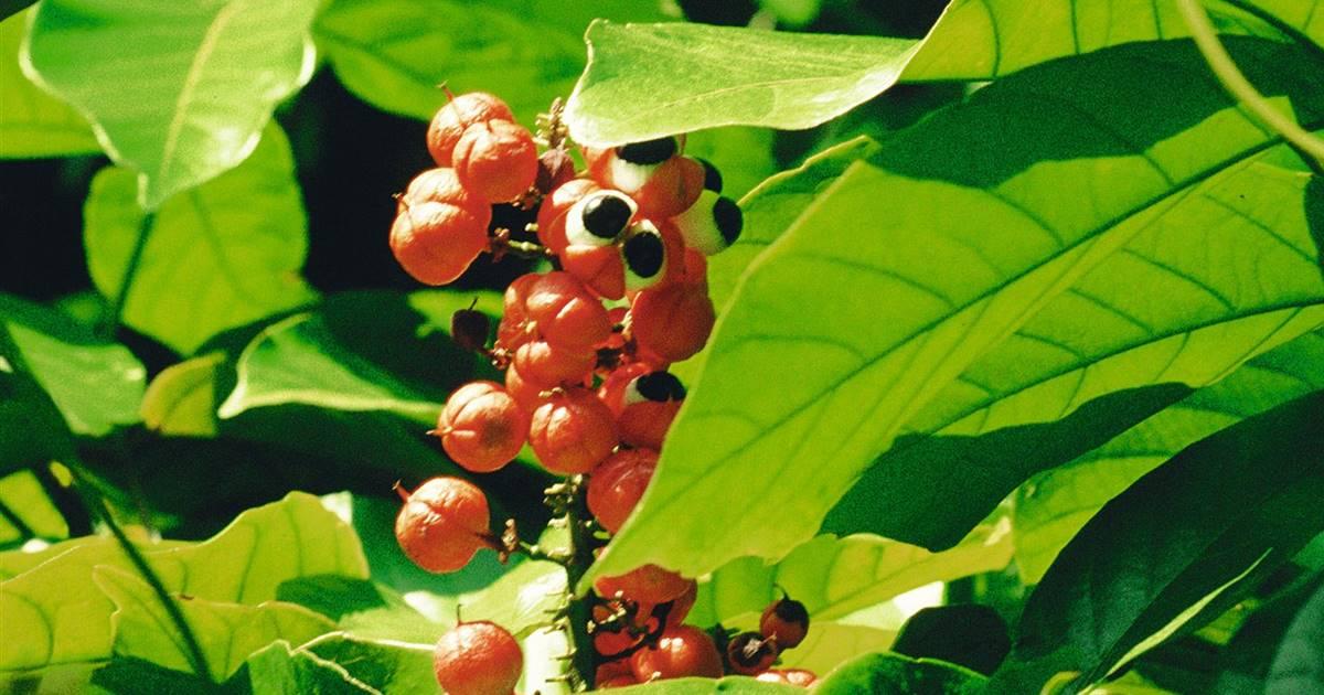 Beneficios y contraindicaciones del guaraná: usos, propiedades y riesgos