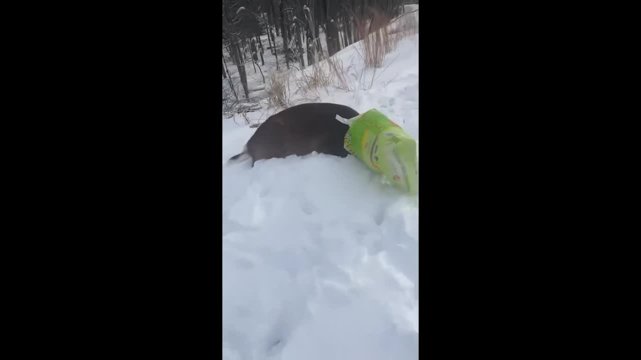 Masked suspect call reveals deer in unusual disguise
