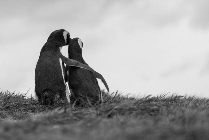 South Korean leader turns to penguins in bid to meet Kim Jong Un