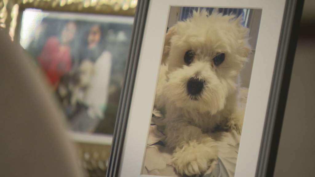 Video captures small dog being fatally mauled by neighbour’s dog in ...