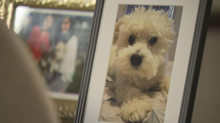 City of Surrey fines owner after fatal dog attack, but animal remains ...