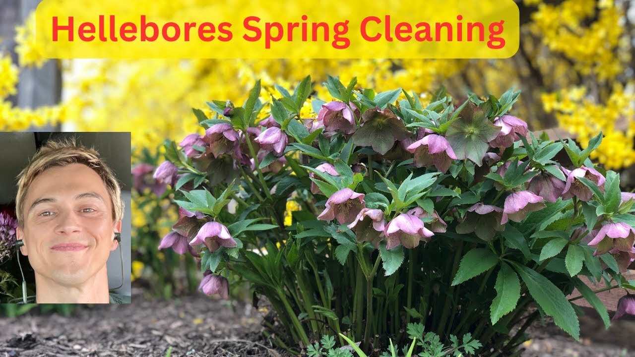 Hellebores spring cleaning