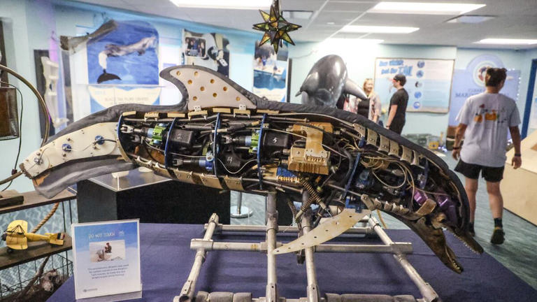 Life after Winter the dolphin in Clearwater, an aquarium tale