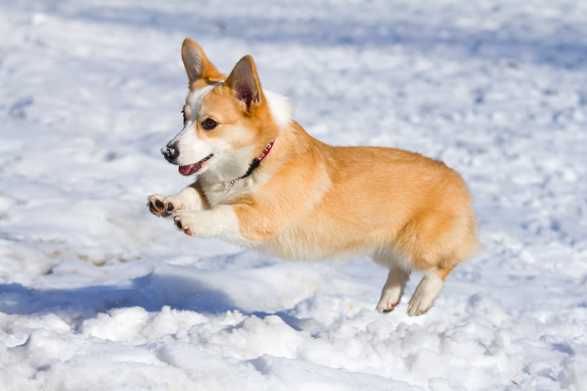 Video of pack of dogs joyfully playing in the snow will brighten your day