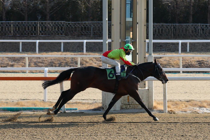 Year of the Red Horse, New Year's first week horse racing review at Let ...