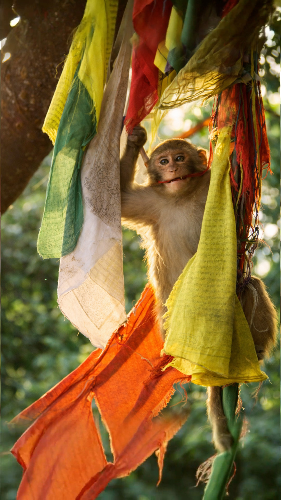 Filming a playful monkey moment
