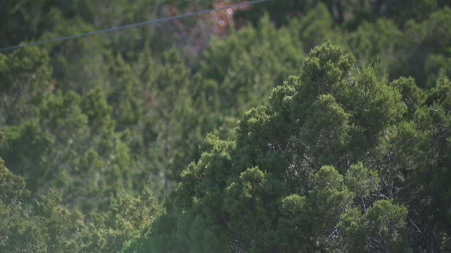Cedar pollen spikes across Austin