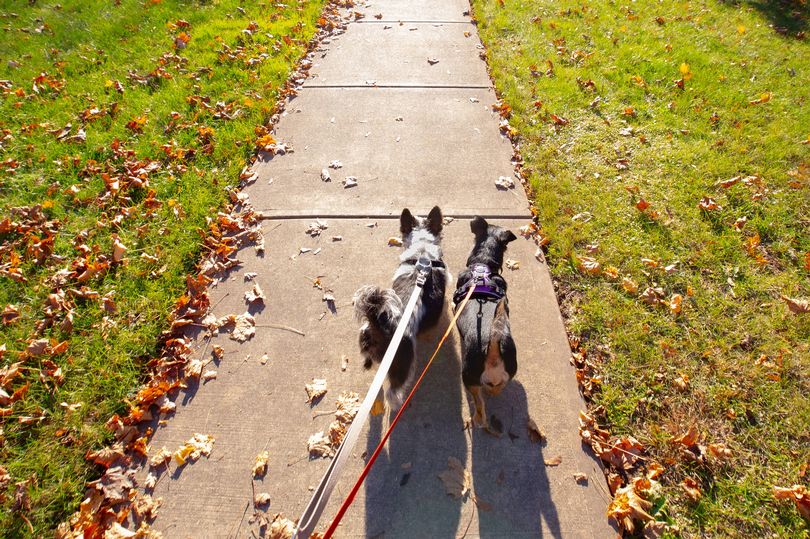 RSPCA warns of 'common' poison for dogs found on roads everywhere