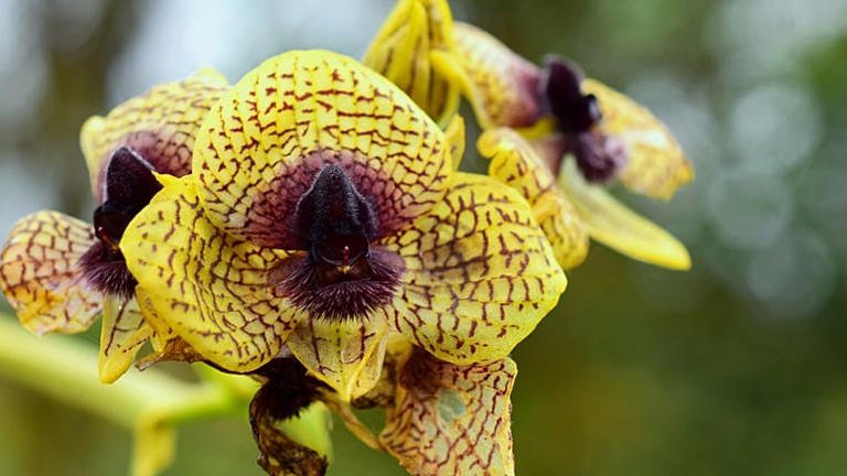 Un estudio describe 190 nuevas especies en 2025, entre ellas el hongo ...