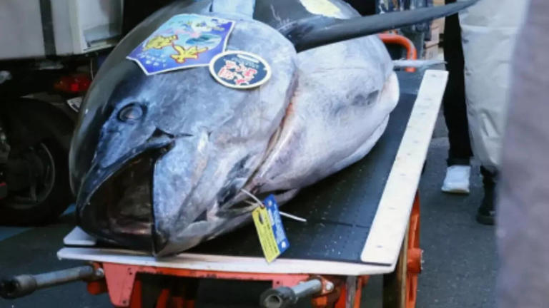 This is the world's most expensive fish sold at a whopping ₹29 crore ...