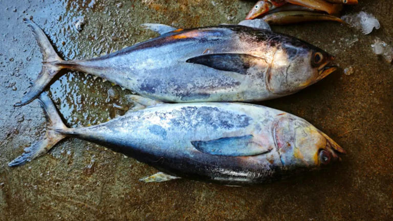 This is the world's most expensive fish sold at a whopping ₹29 crore ...