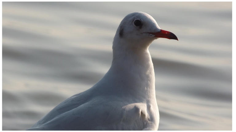 Cambi's C1 smart binoculars are the first CES product that's excited me ...