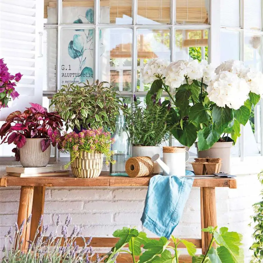 Las 7 plantas bonitas que puedes empezar a cuidar en enero