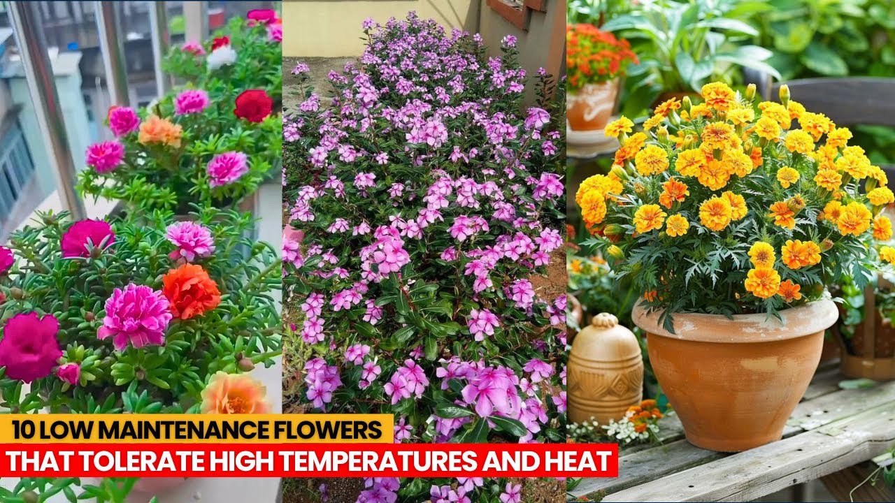 Low maintenance flowers that survive high temperatures
