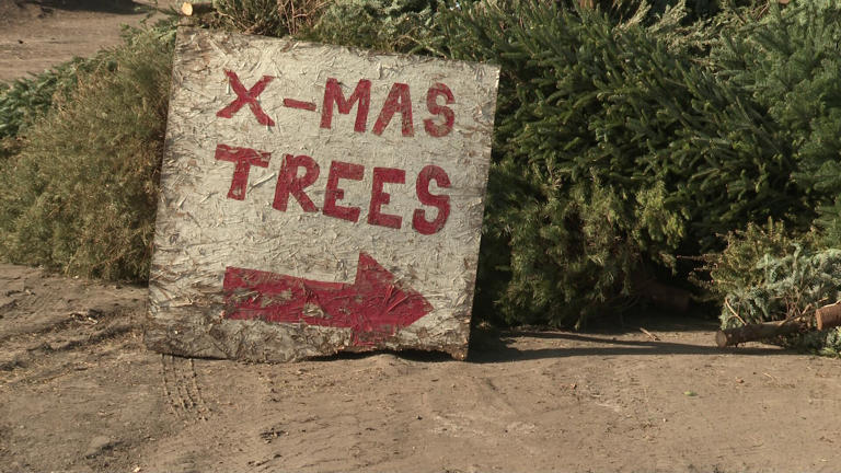 Christmas trees turned into compost at Mesa County facility