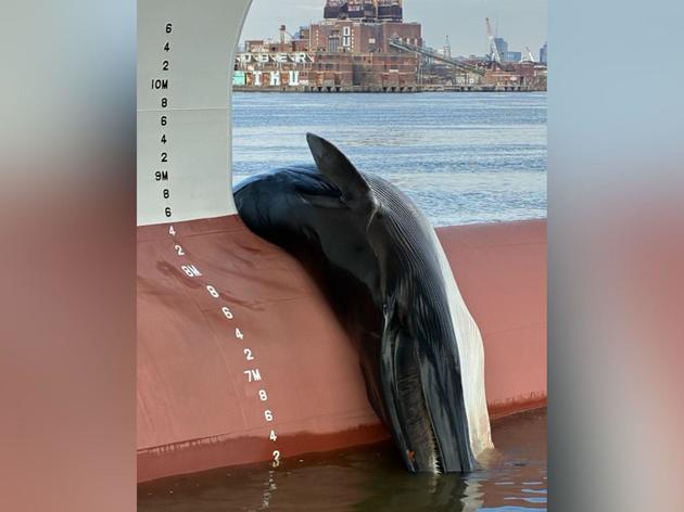 Dramatischer Fund im Hafen: Seltener Riesen-Wal hängt am Schiffsbug