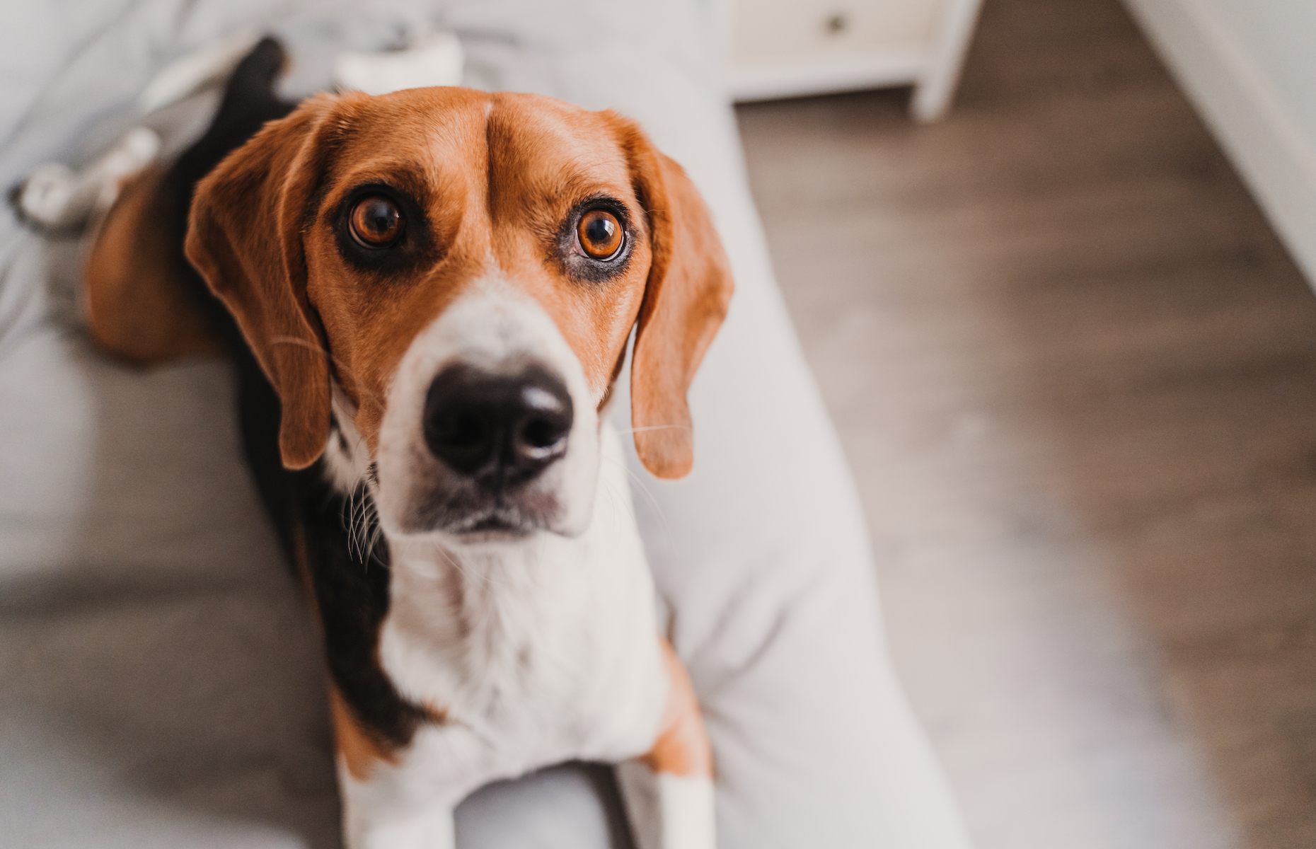 20 signs your dog is sick and what to do about it