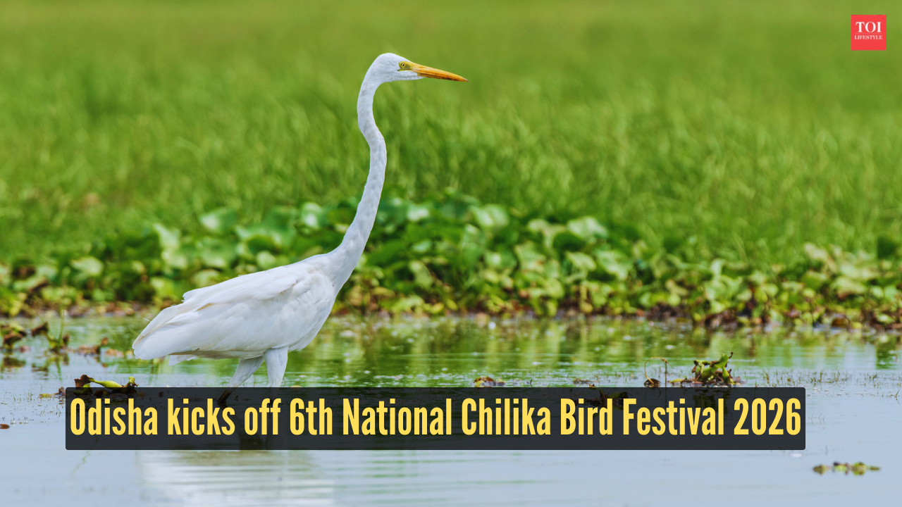 Odisha kicks off 6th National Chilika Bird Festival 2026, spotlight on ...