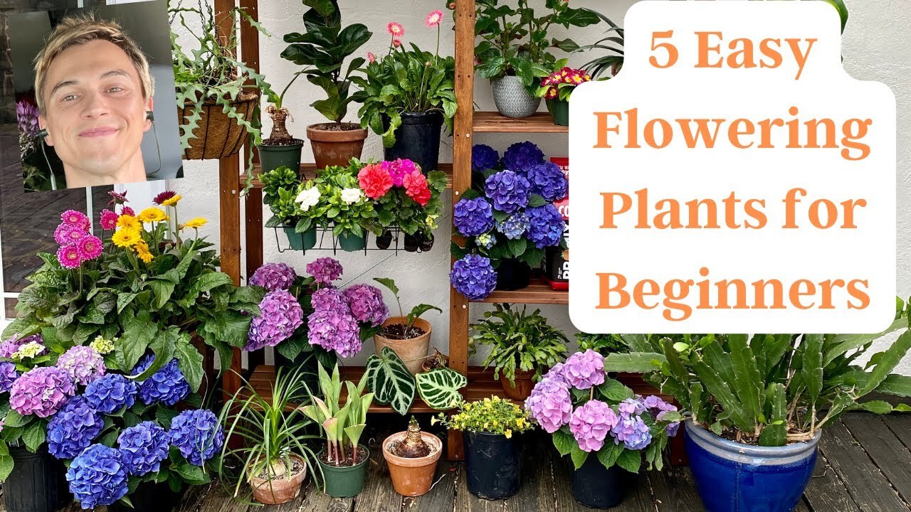 5 easy to grow flowering plants for beginners