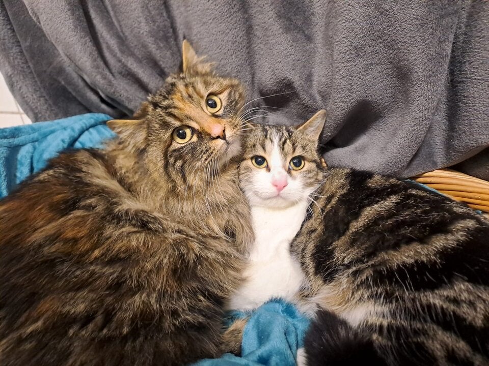 Vom Berg gerettet: Katzen suchen neues Zuhause