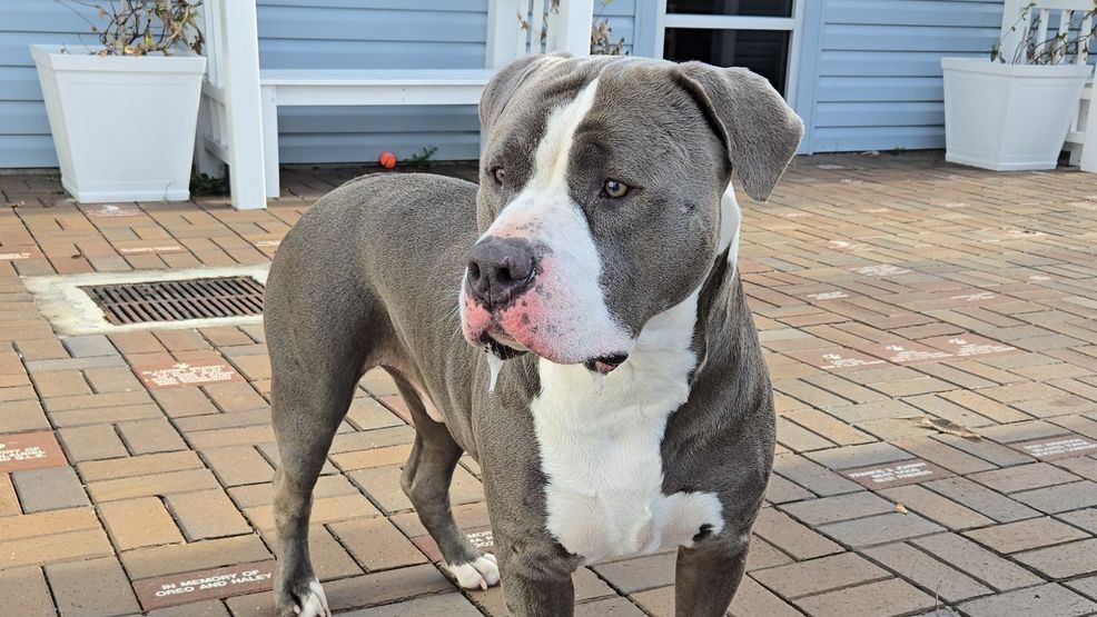 Loki, 110-pound dog, finds forever home after stay at Colonial Capital ...