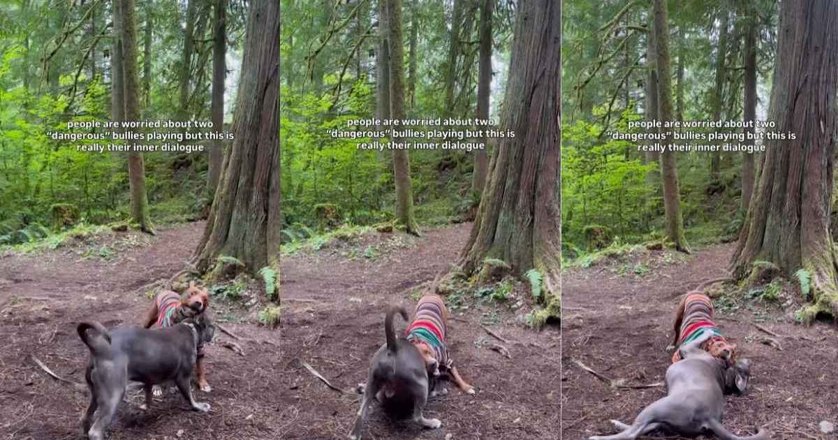Video captures 'dangerous' dogs playing - it's not what you'd expect