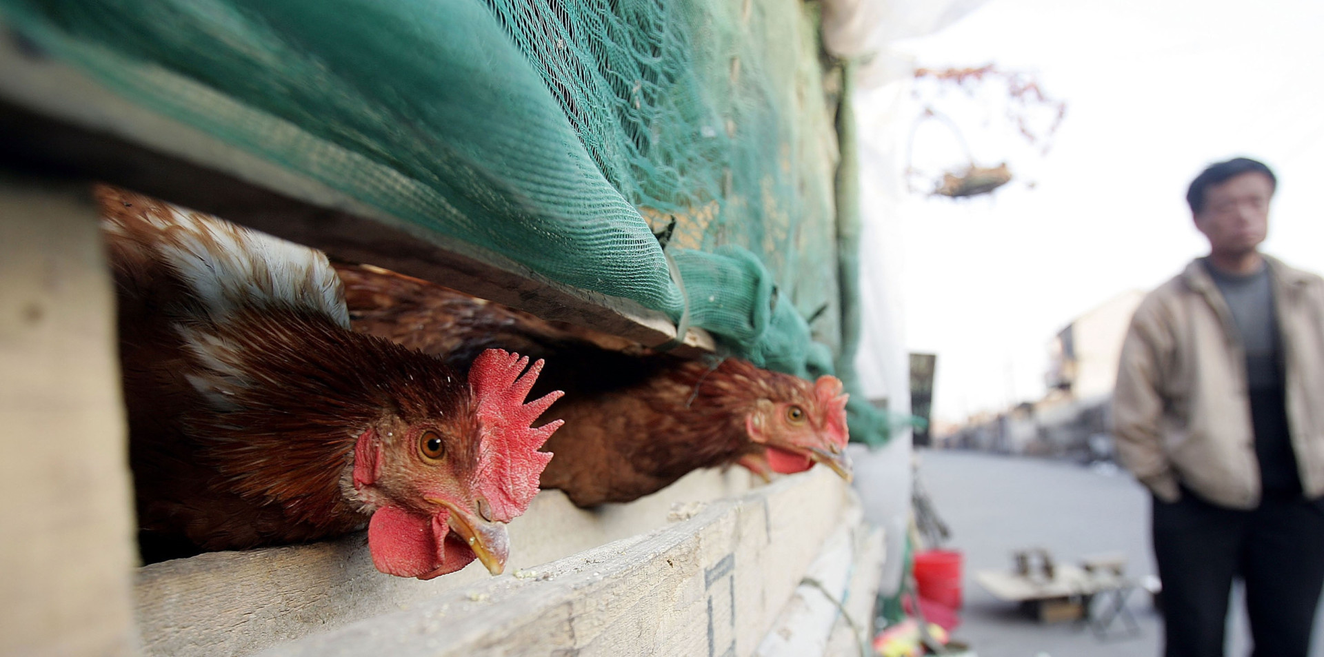 How do viruses jump from animals to humans?