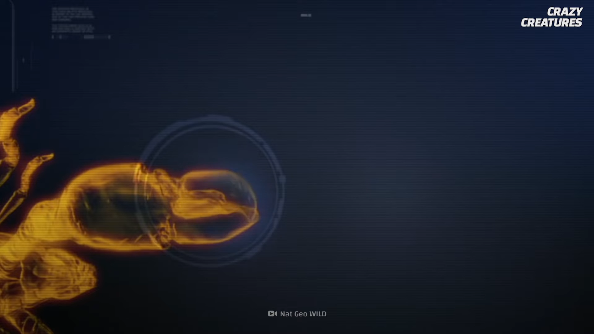 When an ocean animal turns water into a lethal tool