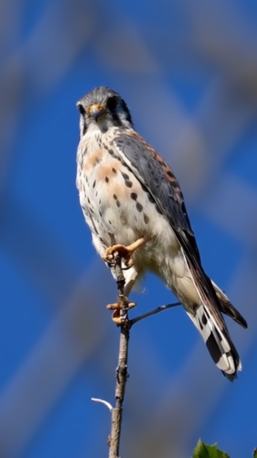 Up-close American kestrel in Central Park – a rare encounter