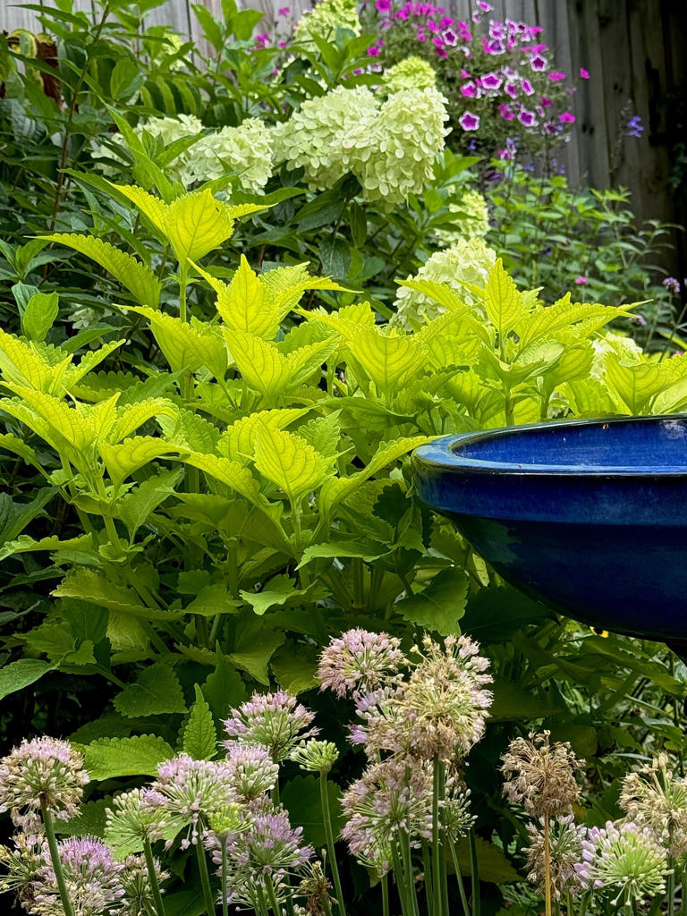 On gardening: Limelight Prime named 'Landscape Shrub of the Year'