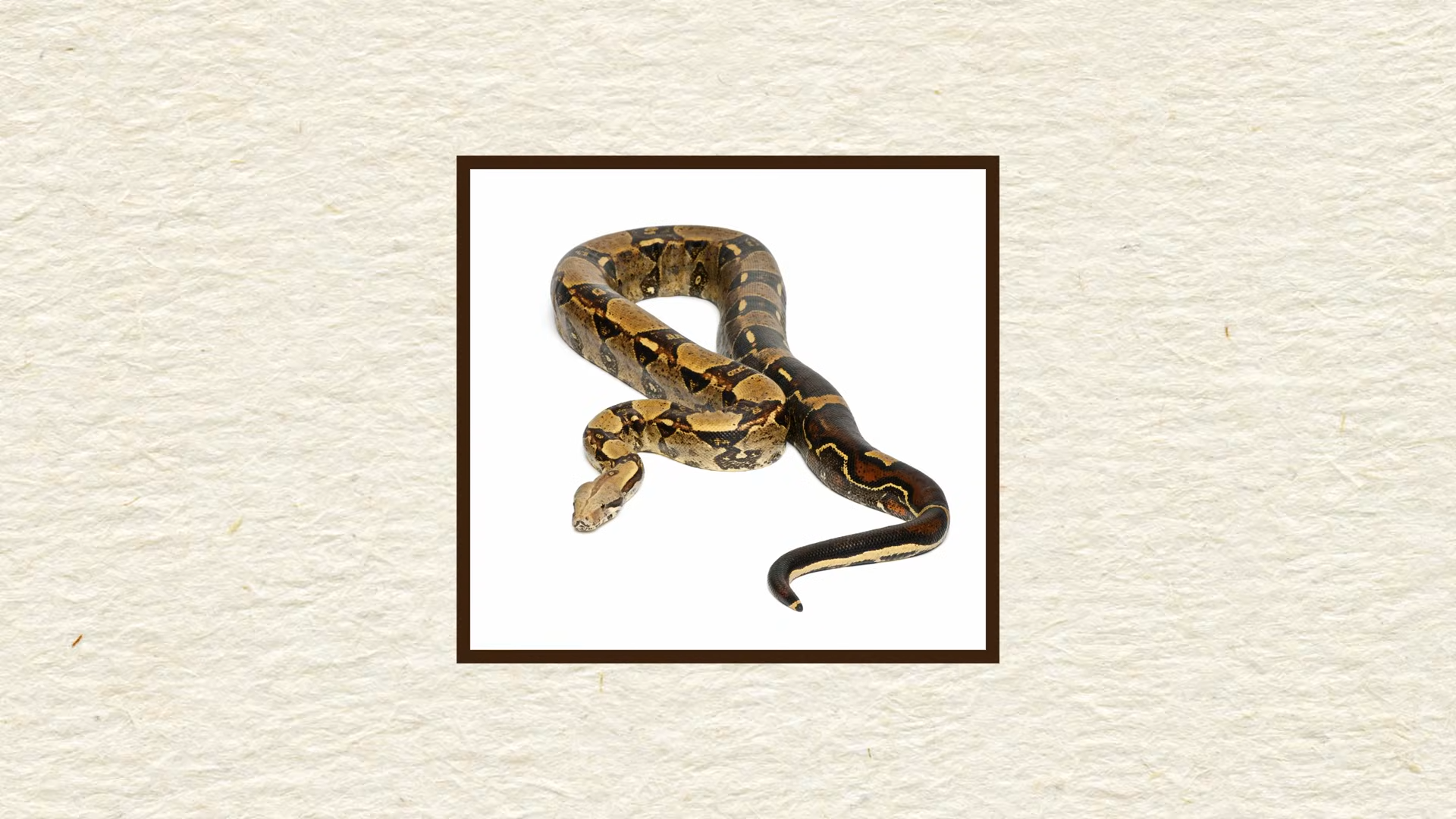 How snakes came to dominate an island cut off from the world